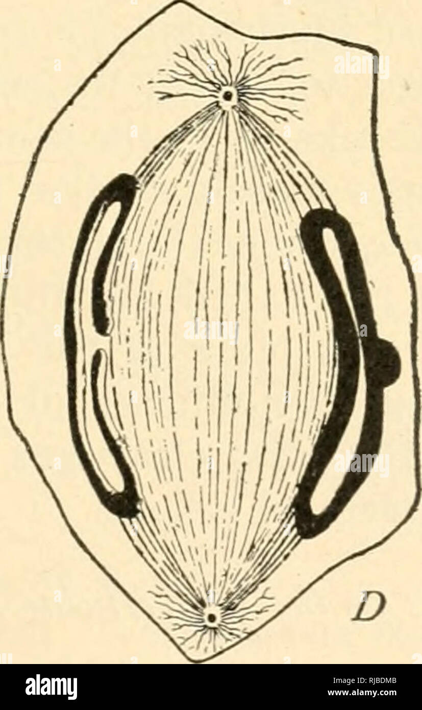 . The cell in development and inheritance. Cells. Pig. 37 ...