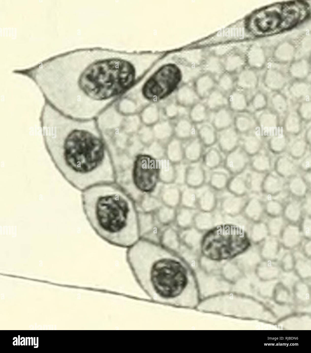 . The cell in development and inheritance. Cells. GROWTH AXD ...