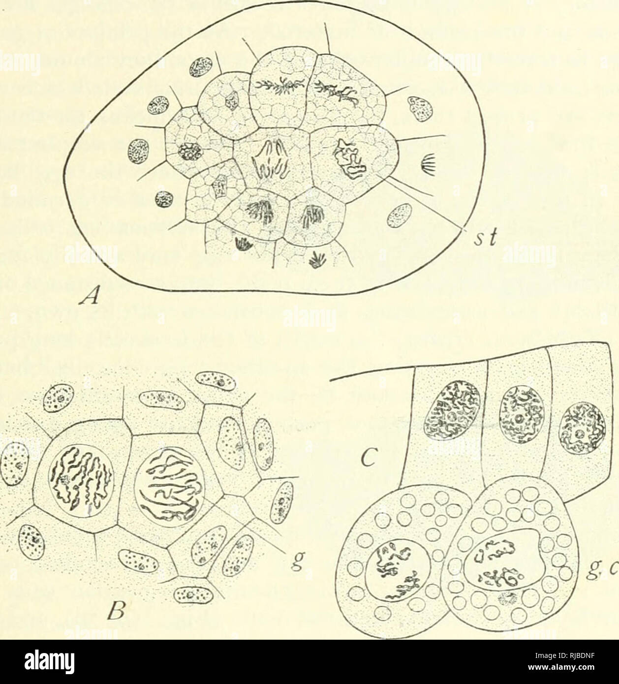 Bivalent chromosomes hi-res stock photography and images - Alamy