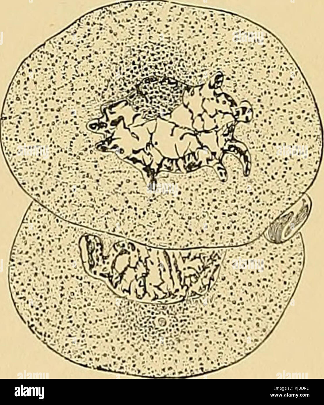 . The cell; outlines of general anatomy and physiology. Cells; Anatomy ...