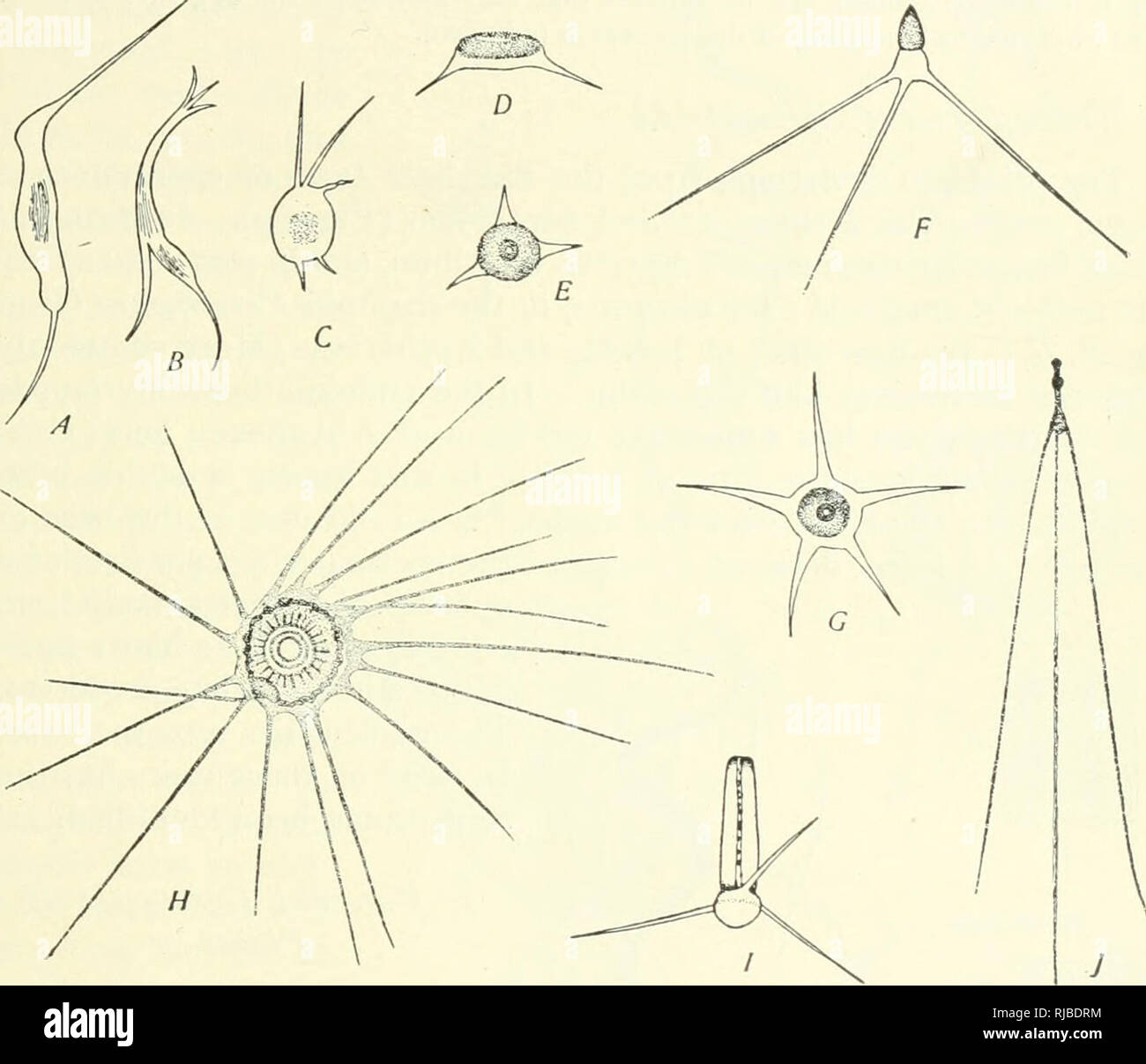 . The cell in development and inheritance. Cells. THE SPERMATOZOON 141 ...