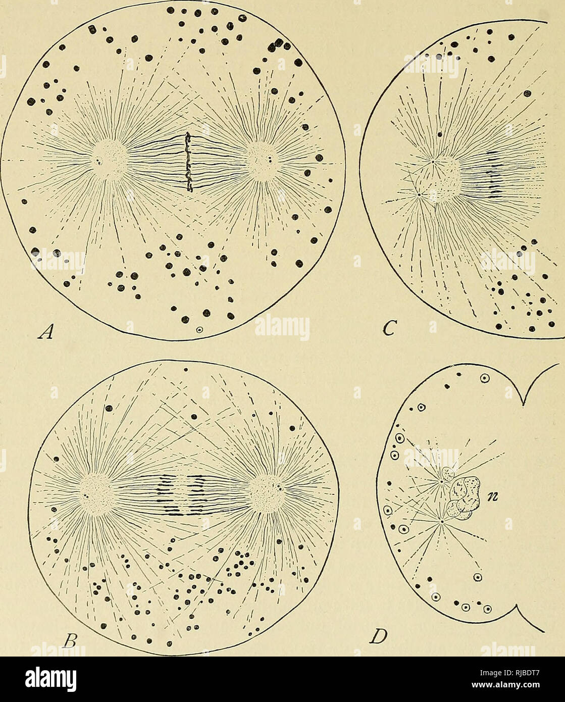 . The cell in development and inheritance. Cells; Cells. 144 ...
