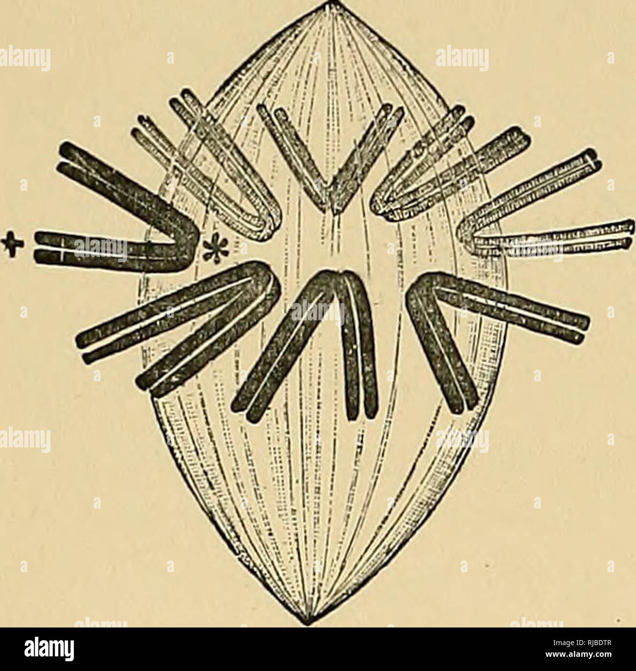 . The cell; outlines of general anatomy and physiology. Cells; Anatomy ...