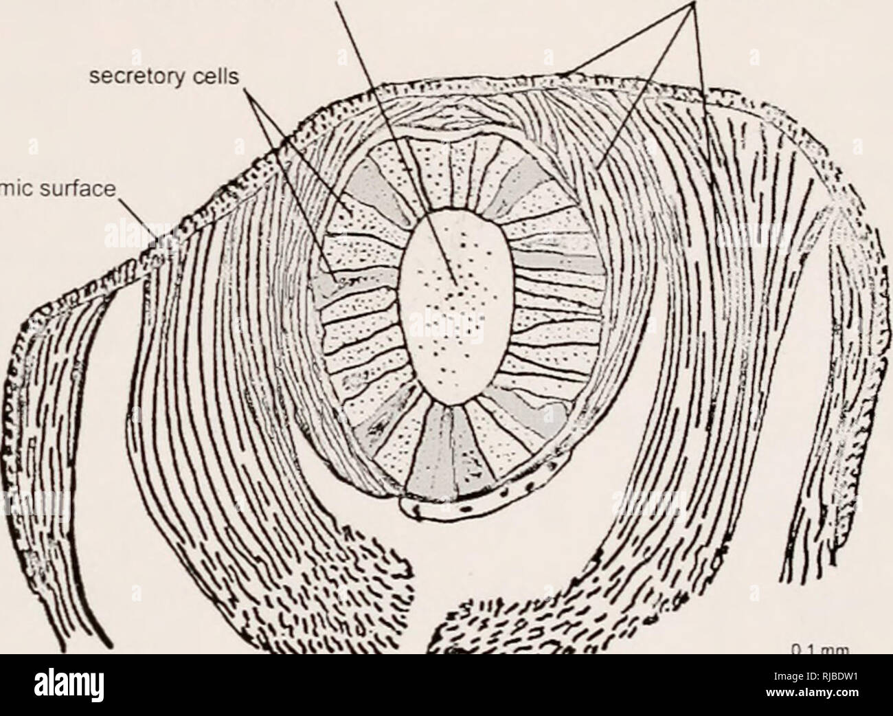 Glycera hi-res stock photography and images - Alamy