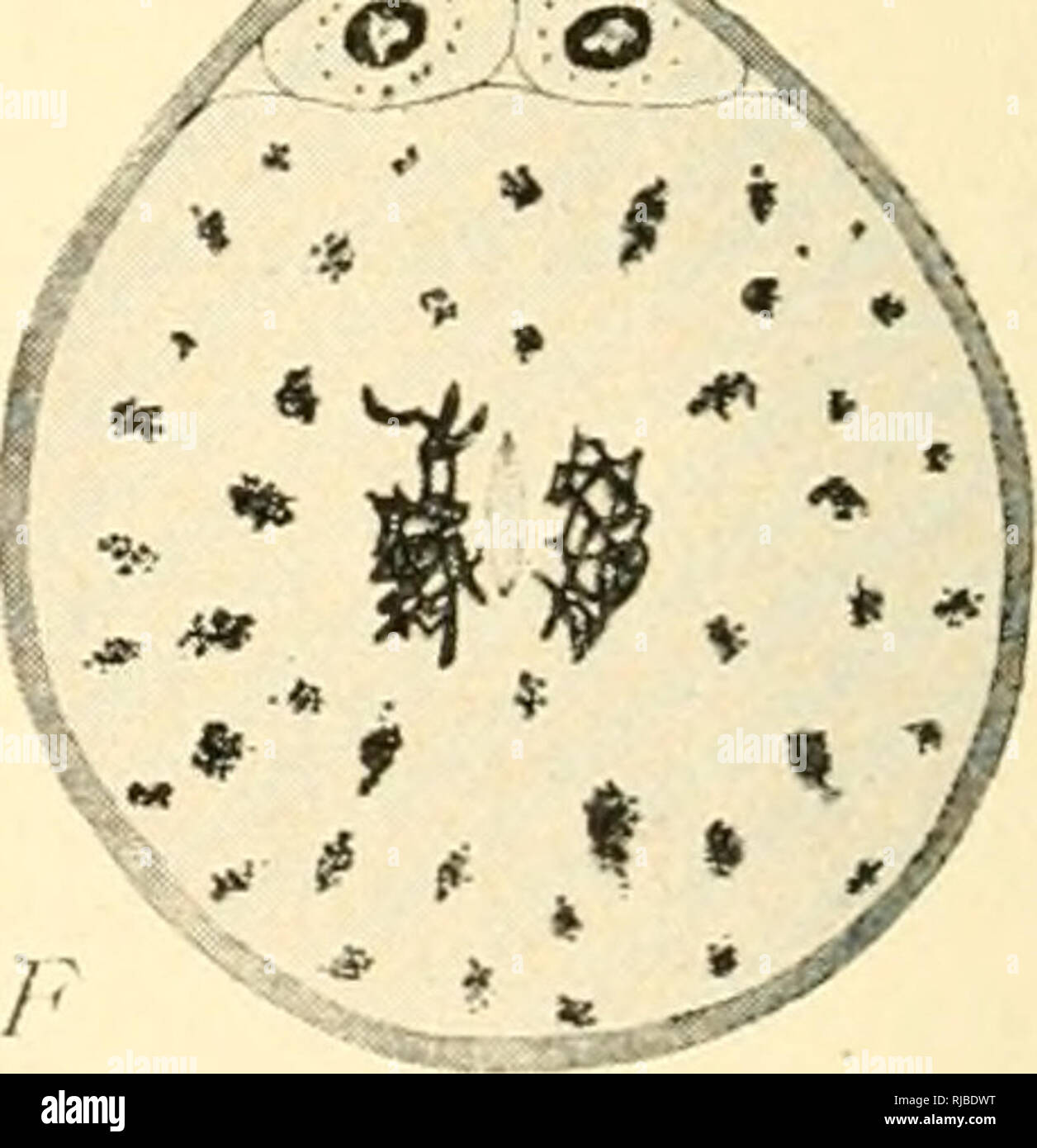 Chromosomes mouse cell nucleus hi-res stock photography and images - Alamy