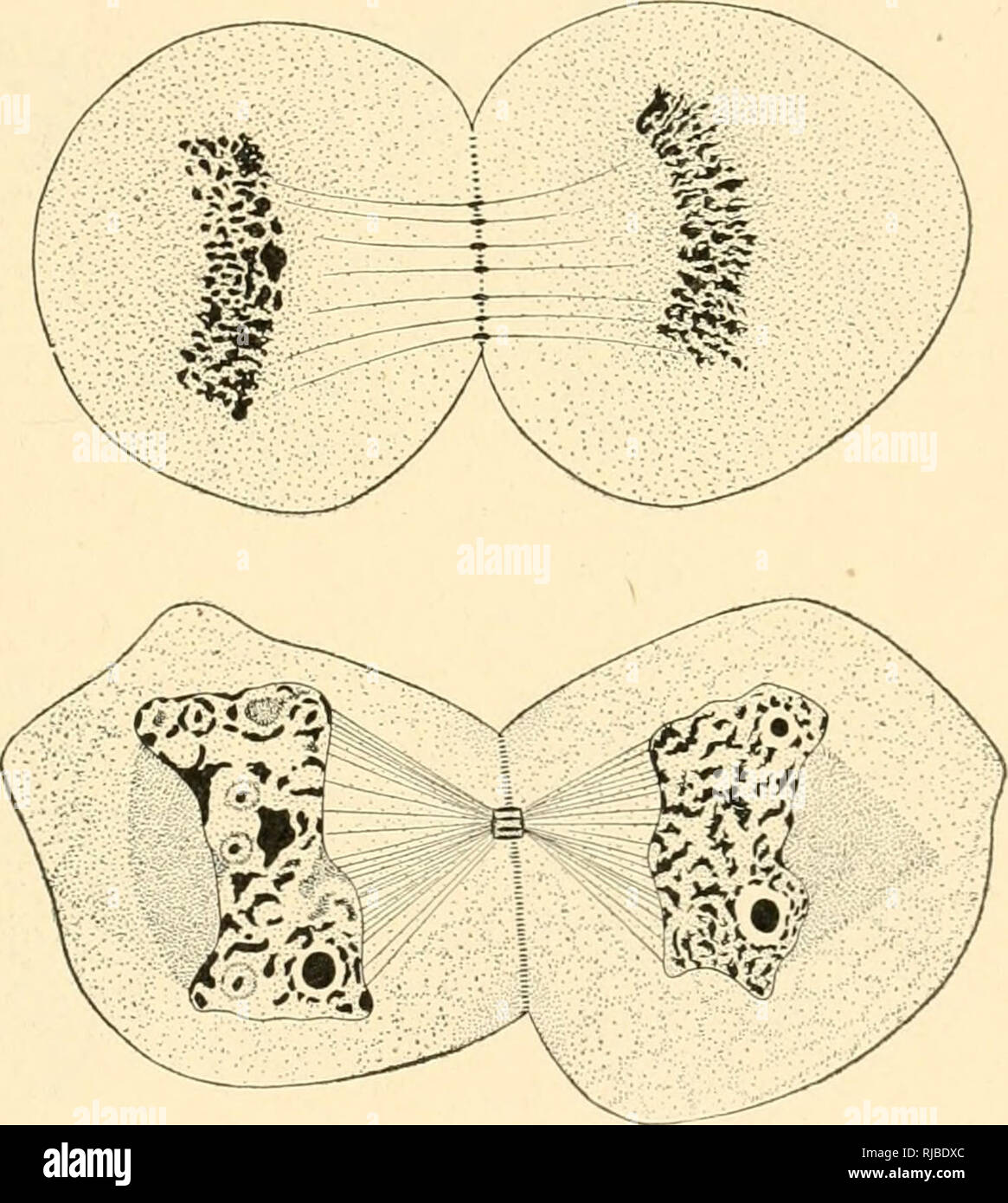. The cell in development and inheritance. Cells. DETAILS OF MITOSIS 79 ...