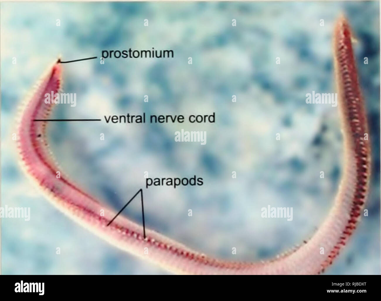 Glycera hi-res stock photography and images - Alamy