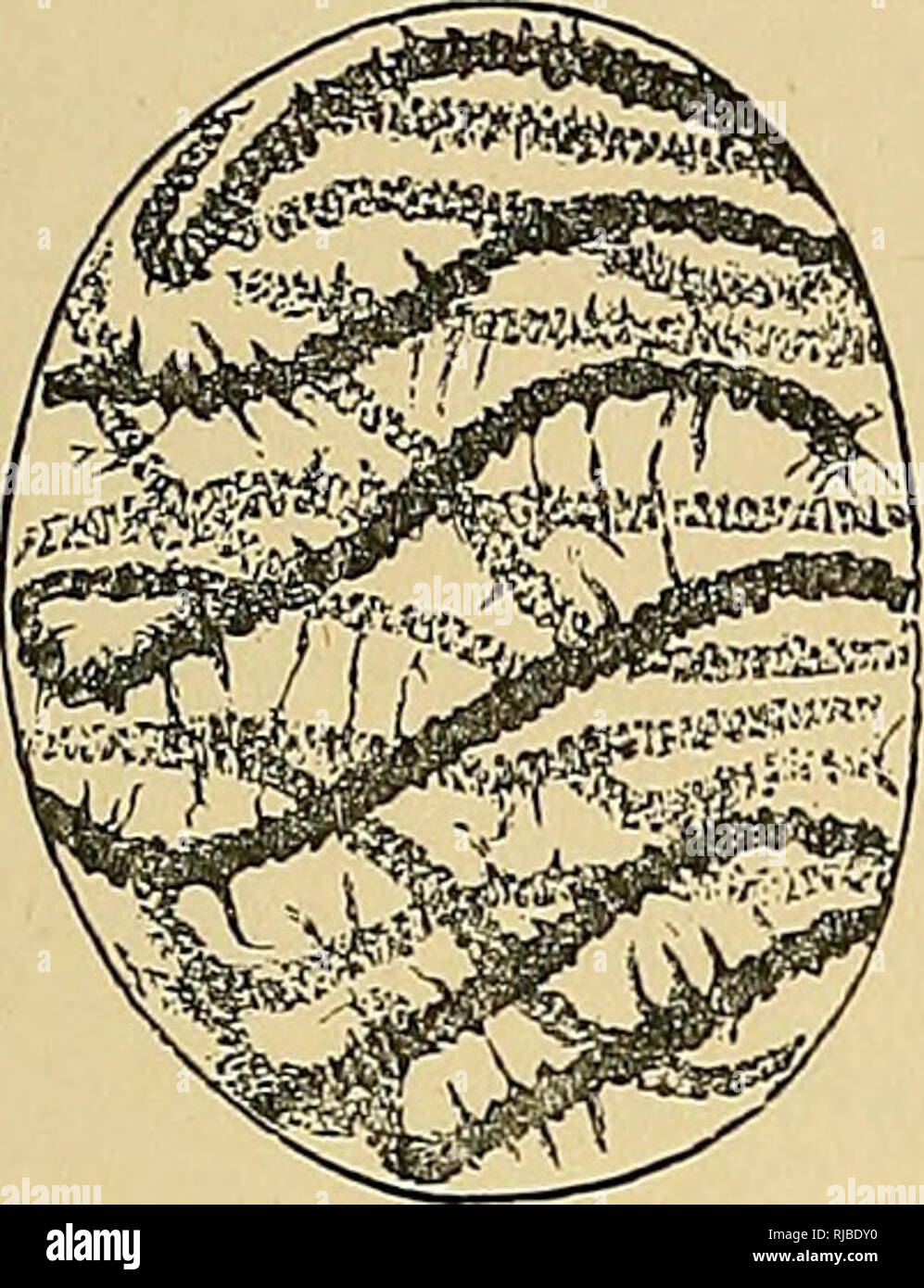 Nuclein hi-res stock photography and images - Alamy
