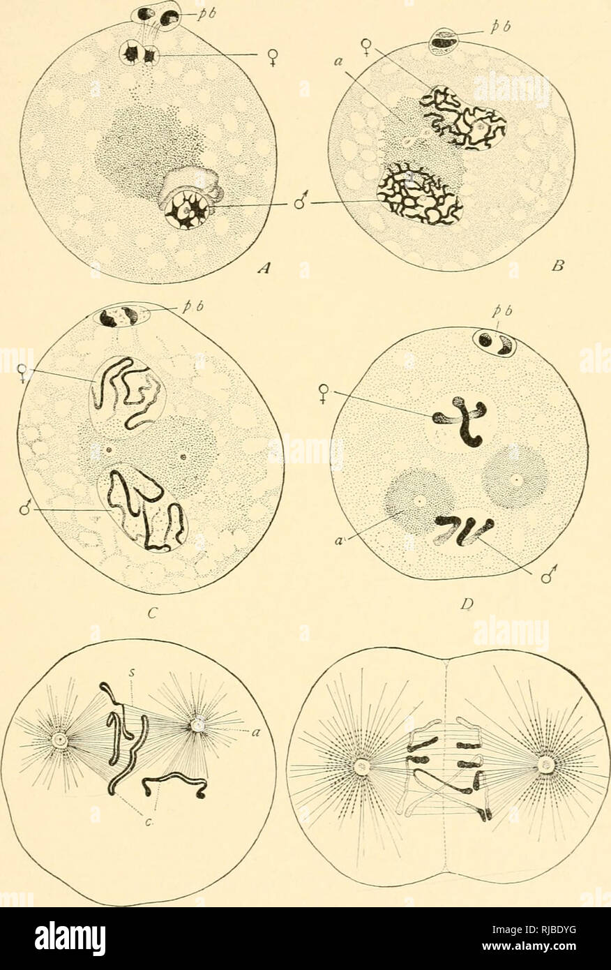 . The cell in development and inheritance. Cells. GENERAL SKETCH 133. E ...
