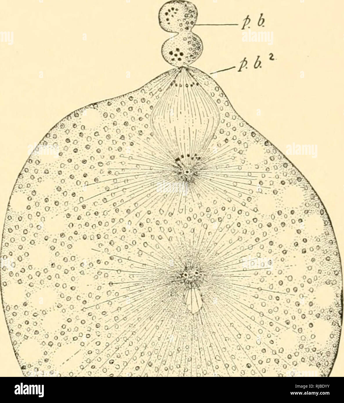 . The cell in development and inheritance. Cells. .0 •^, 00 o.r,; ^ d ...