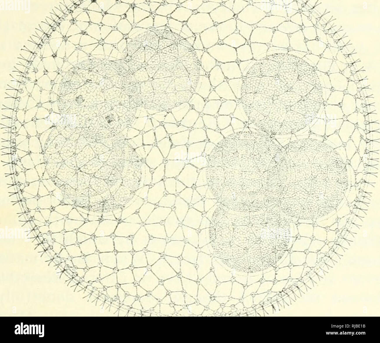 Somatic Cell Diagram