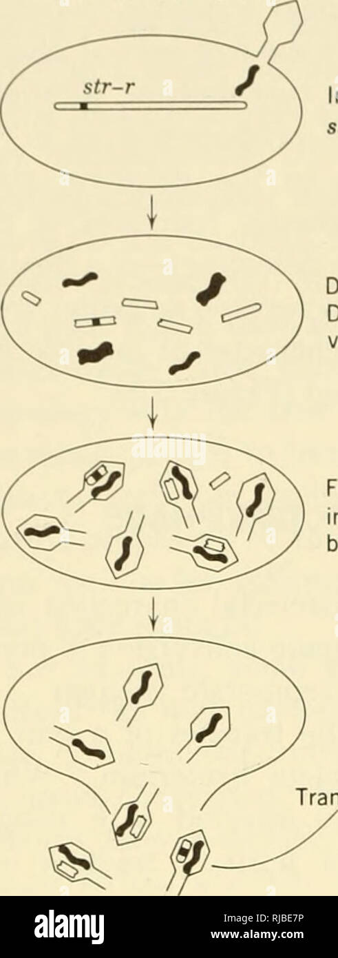 Bacterial transduction hi-res stock photography and images - Alamy