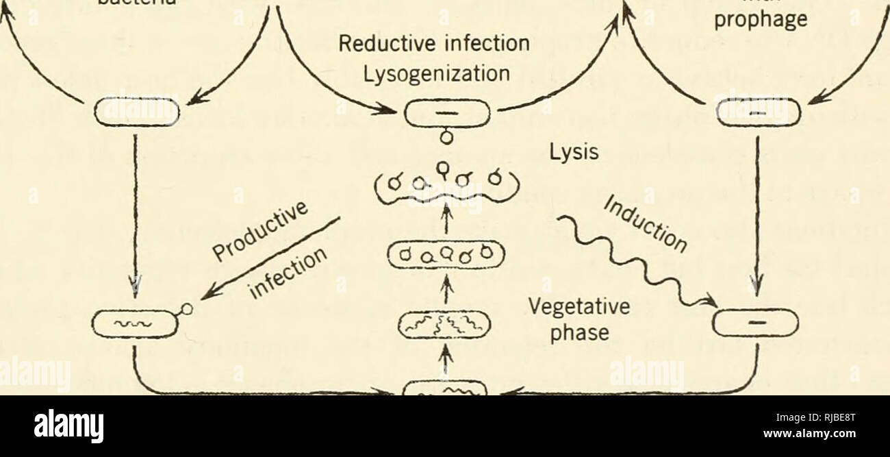 Temperate phage hi-res stock photography and images - Alamy