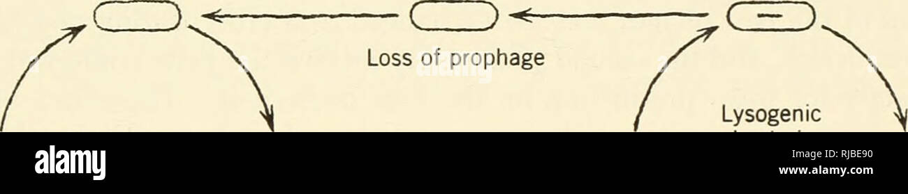 Prophage hi-res stock photography and images - Alamy