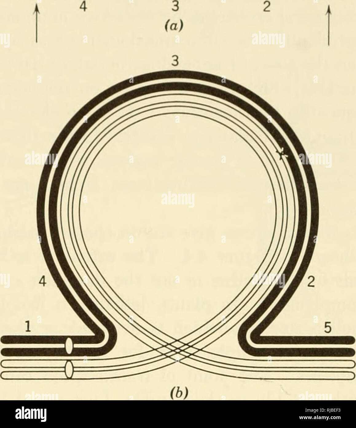 . Cell heredity. Cytogenetics. T02 CELL HEREDITY. (c) FIGURE 4.5 ...