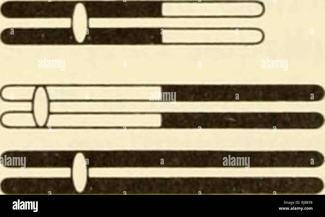 Translocation of chromosomes hi-res stock photography and images - Alamy