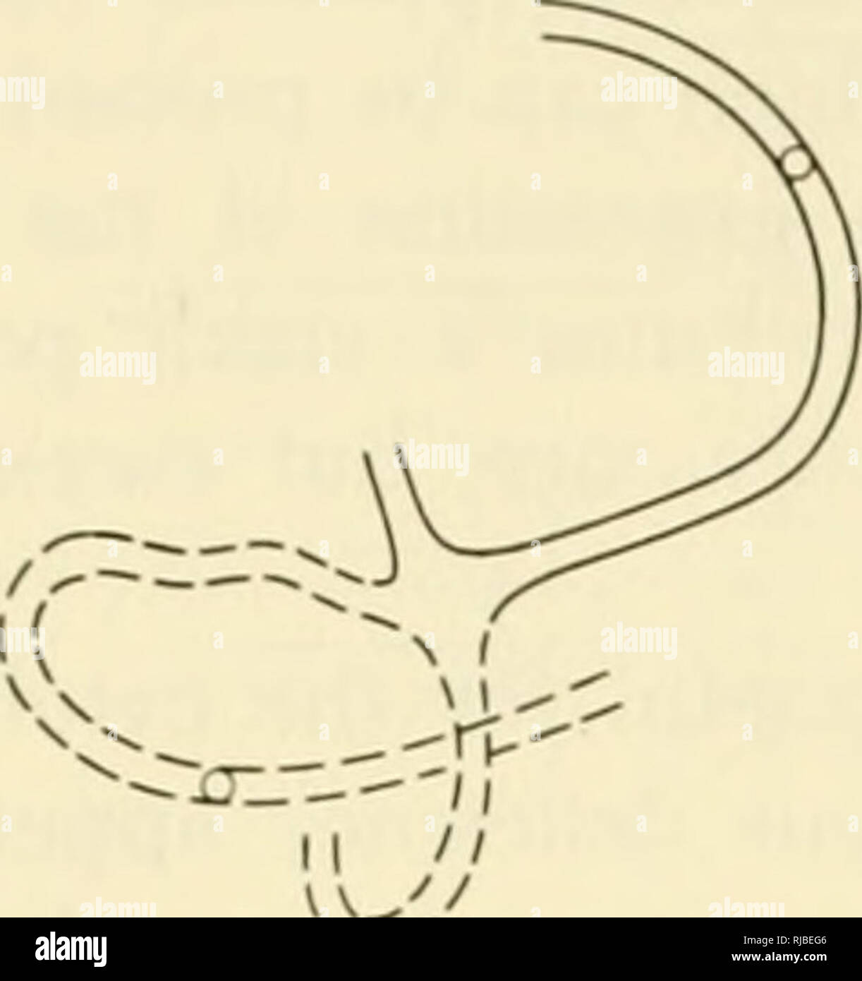 . Cell heredity. Cytogenetics. 100 CELL HEREDITY Chromosome 1 ...