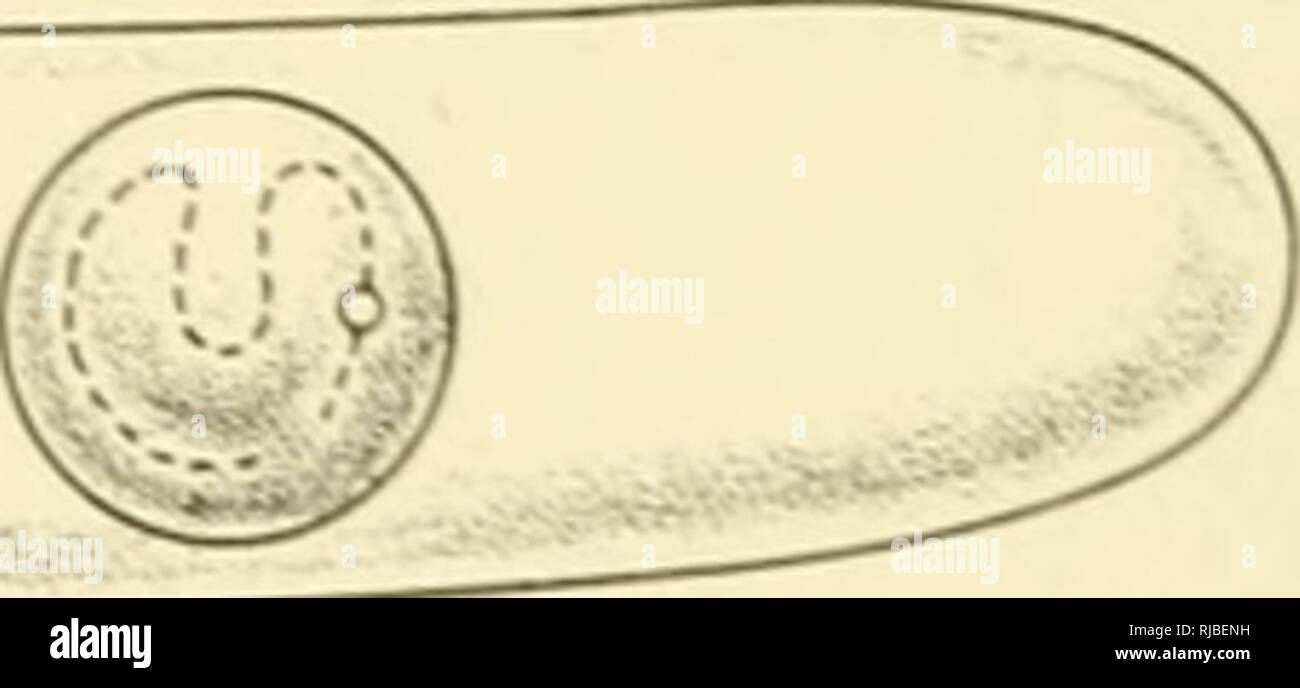 Meiosis stages hi-res stock photography and images - Alamy