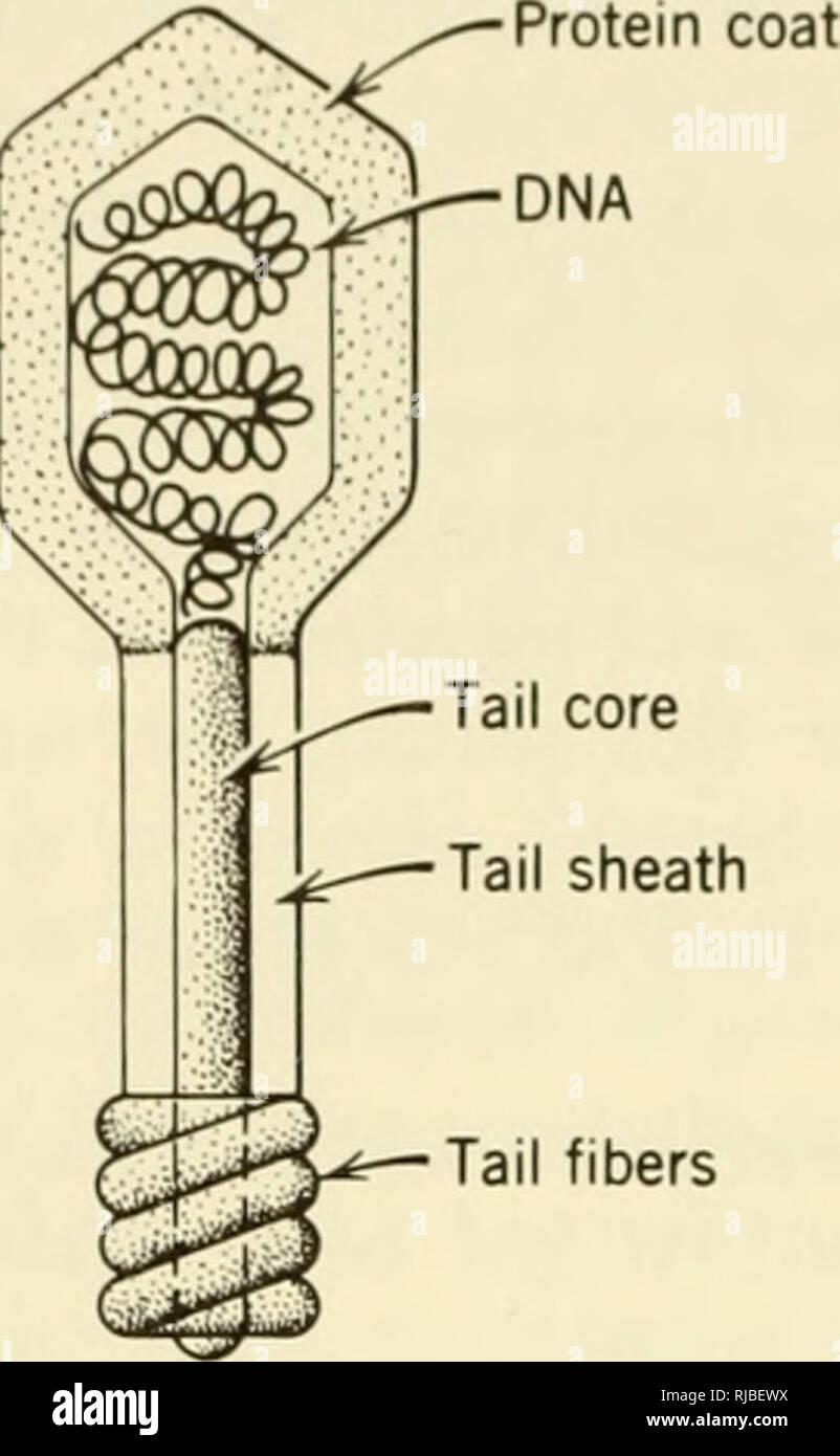 Tail fibers hi-res stock photography and images - Alamy