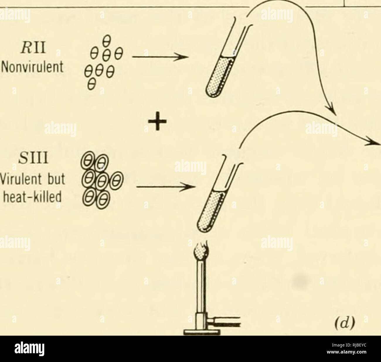 Griffiths experiment hi-res stock photography and images - Alamy