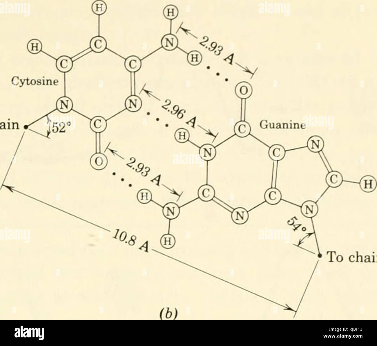 . Cell heredity. Cytogenetics. THE CHEMICAL BASIS OF HEREDITY 13 ...