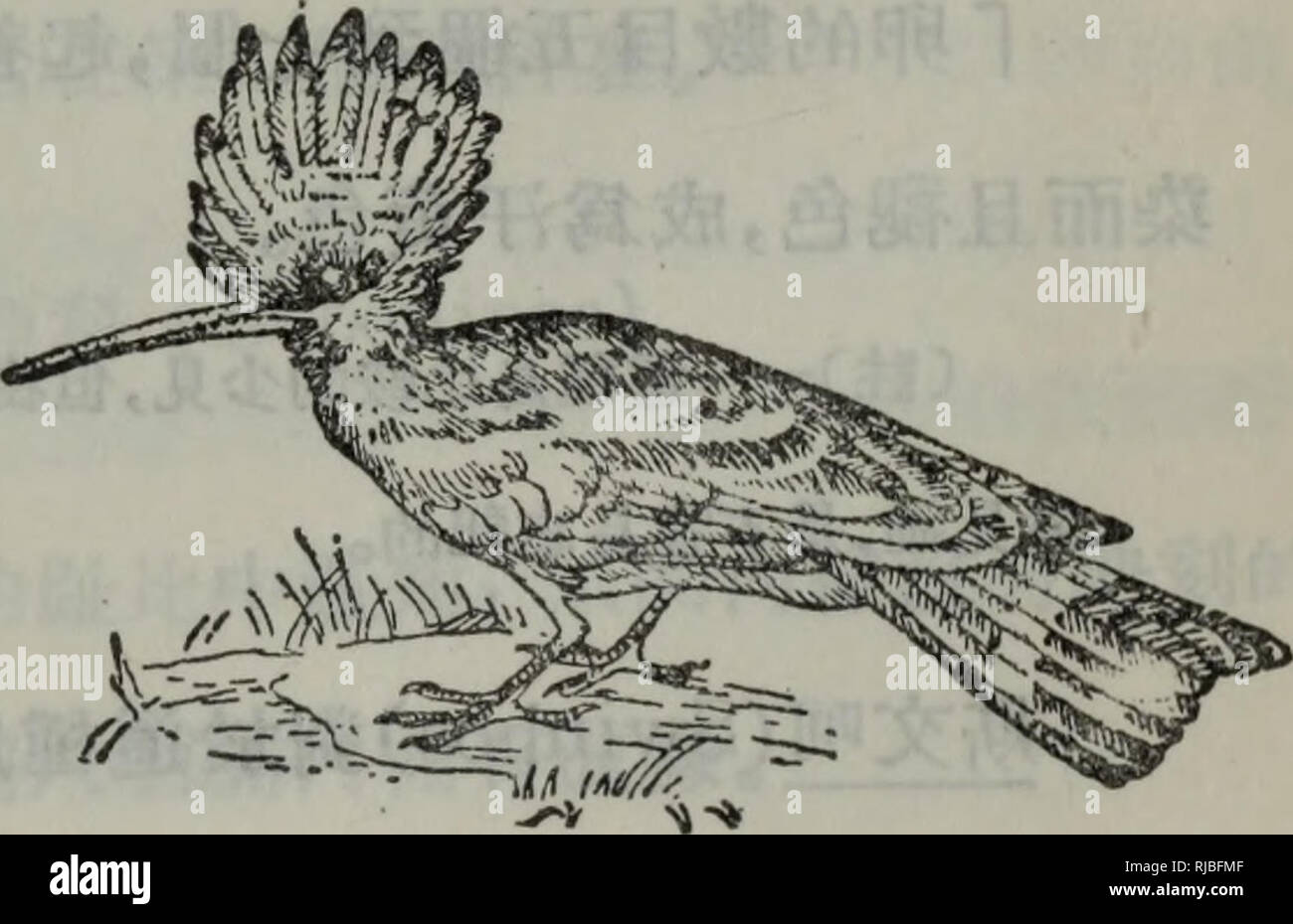 Cai niao hi-res stock photography and images - Alamy