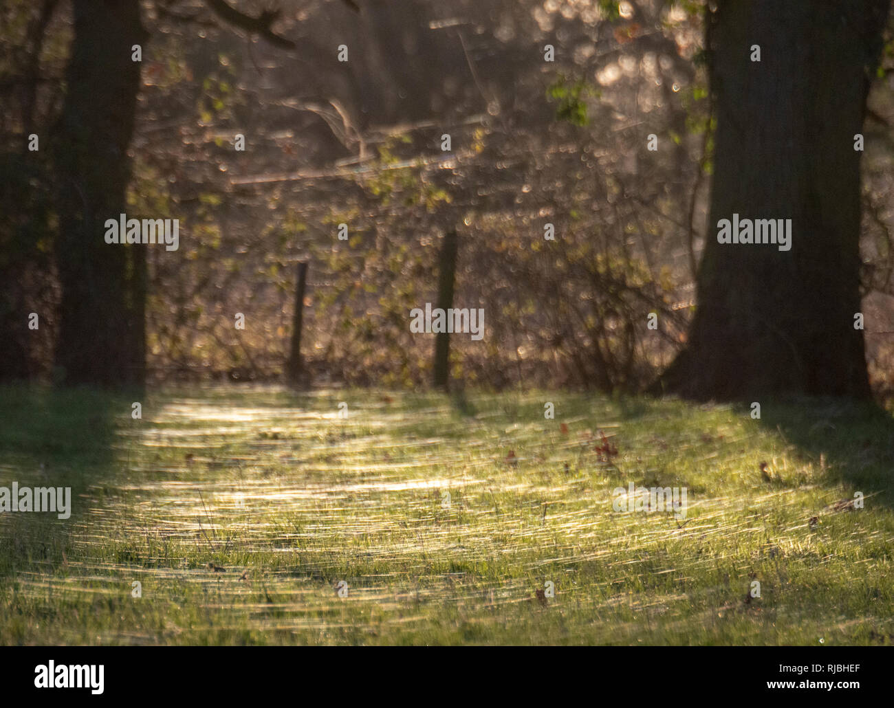 Meadow covered spider thread Stock Photo - Alamy