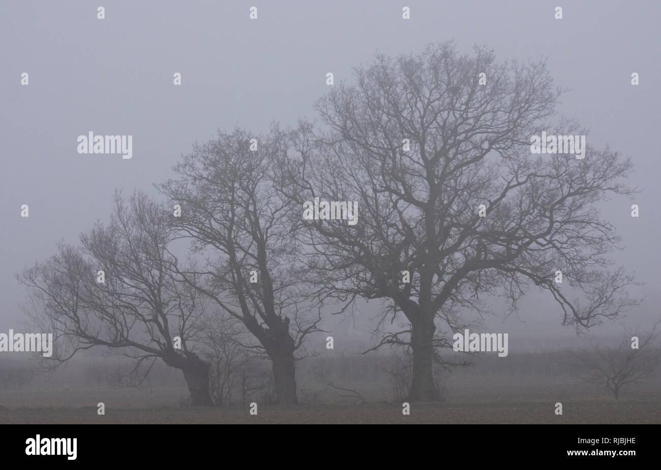 English Oak Trees ((Quercus robur Stock Photo - Alamy