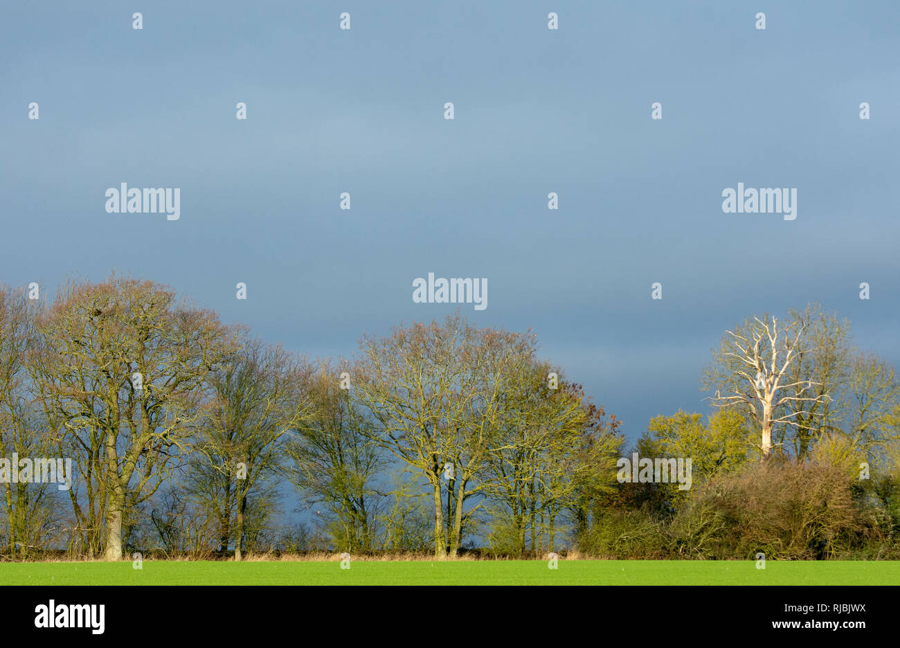 Copse oak trees trees hi-res stock photography and images - Alamy