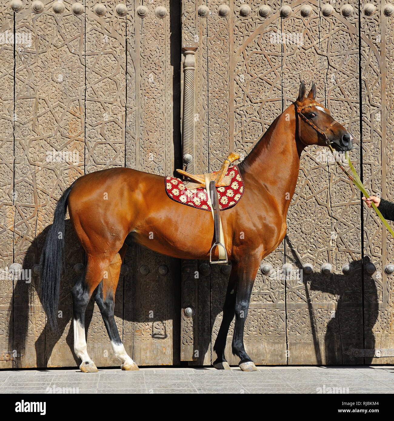 Horse standing by wall hi-res stock photography and images - Alamy