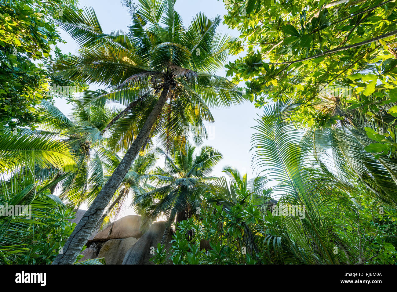 Coco de mer nut lodoicea maldivica hi-res stock photography and images ...