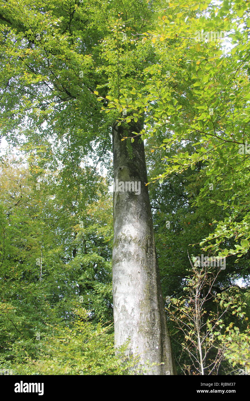 Native elm hi-res stock photography and images - Alamy