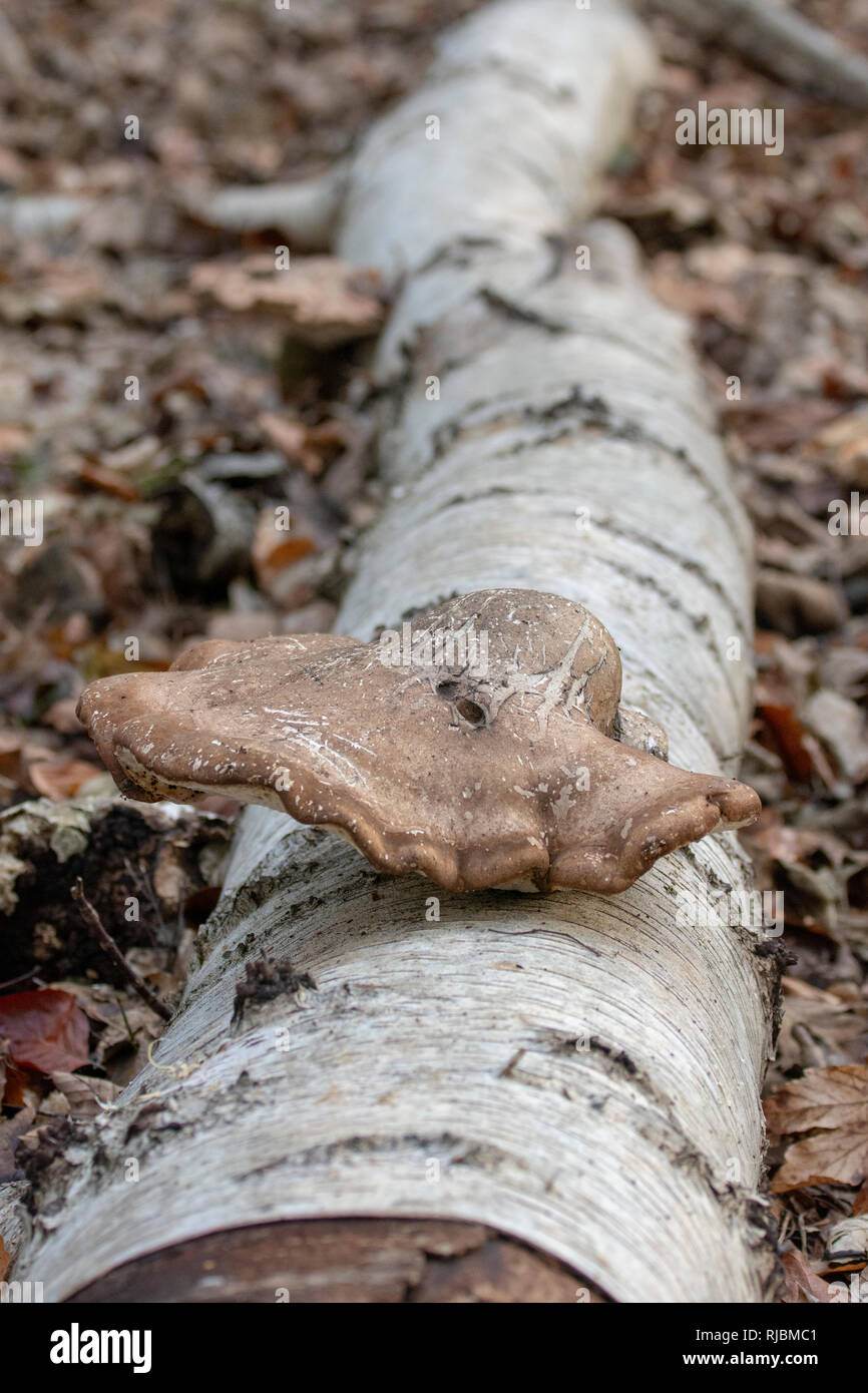 Hoof bracket fungus (Fomes fomentarius) on fallen Silver birch (Betula ...