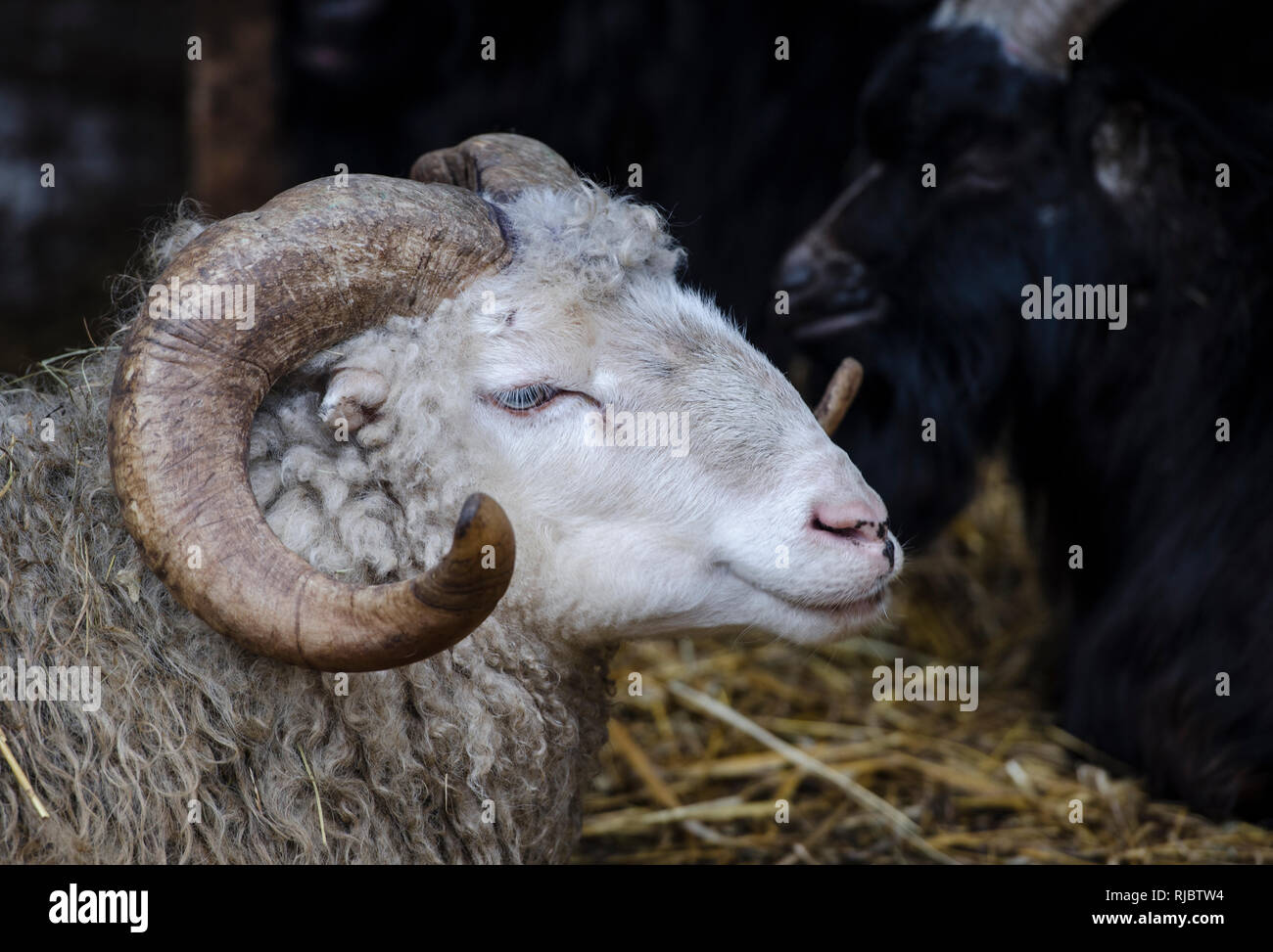 Head of a white sheep with large curved horns closeup Stock Photo - Alamy