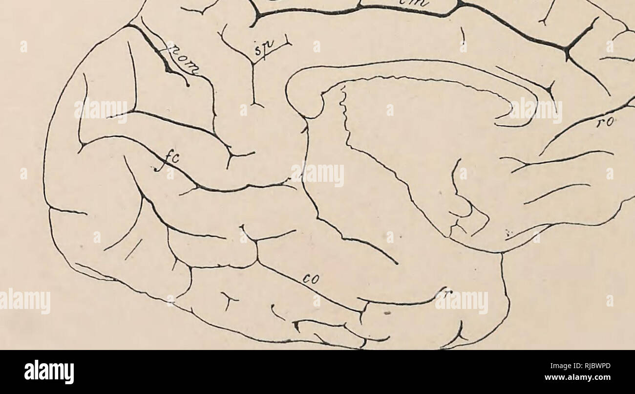 M gustaf retzius hi-res stock photography and images - Alamy