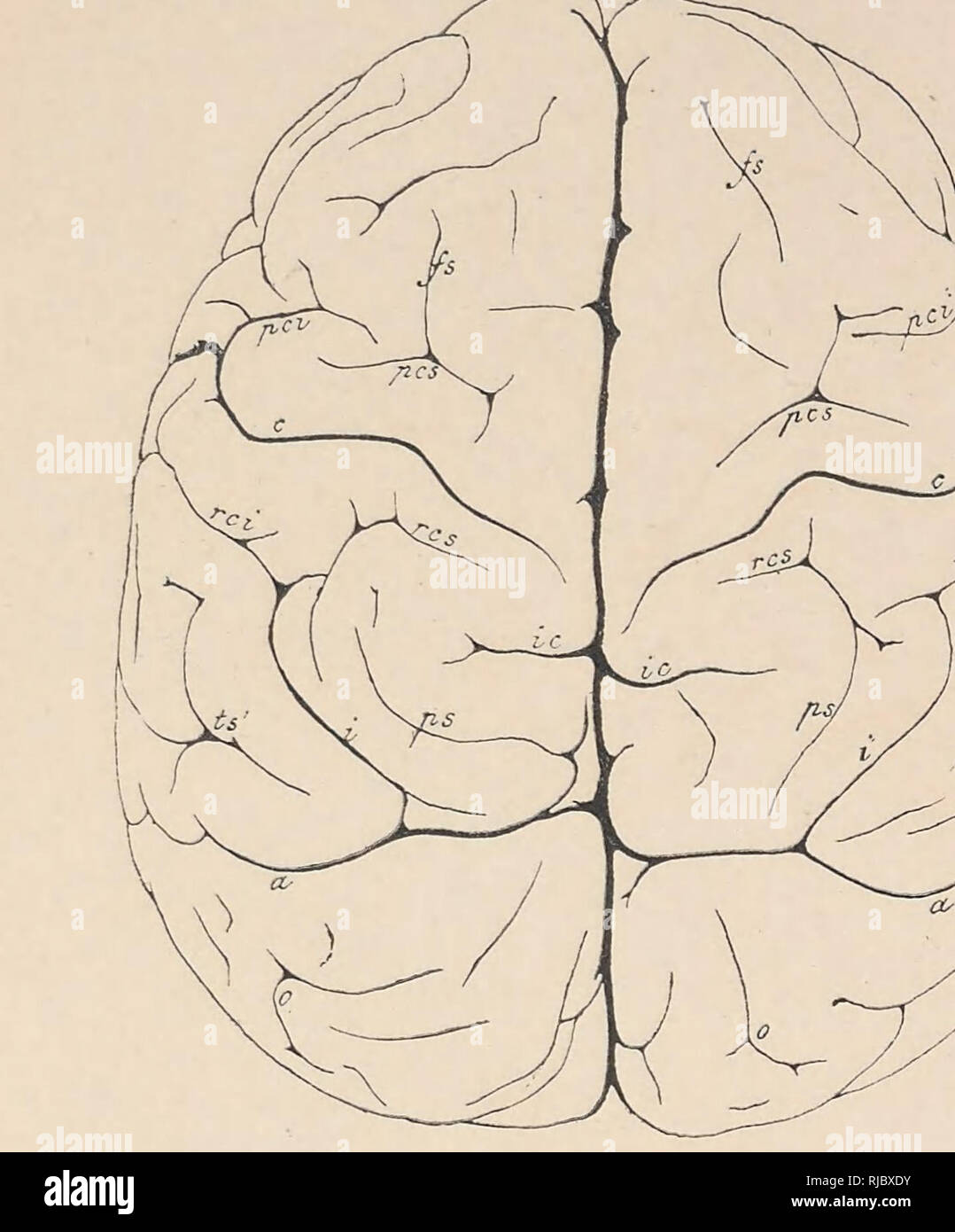 Gustaf retzius hi-res stock photography and images - Alamy