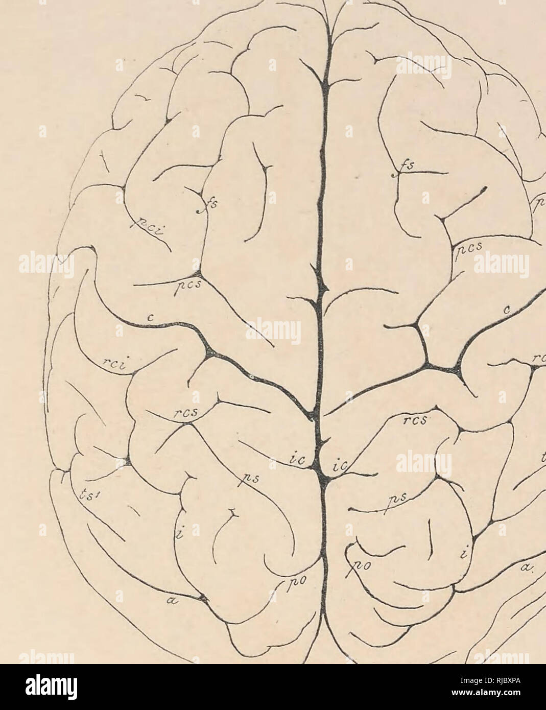 Gustaf retzius hi-res stock photography and images - Alamy