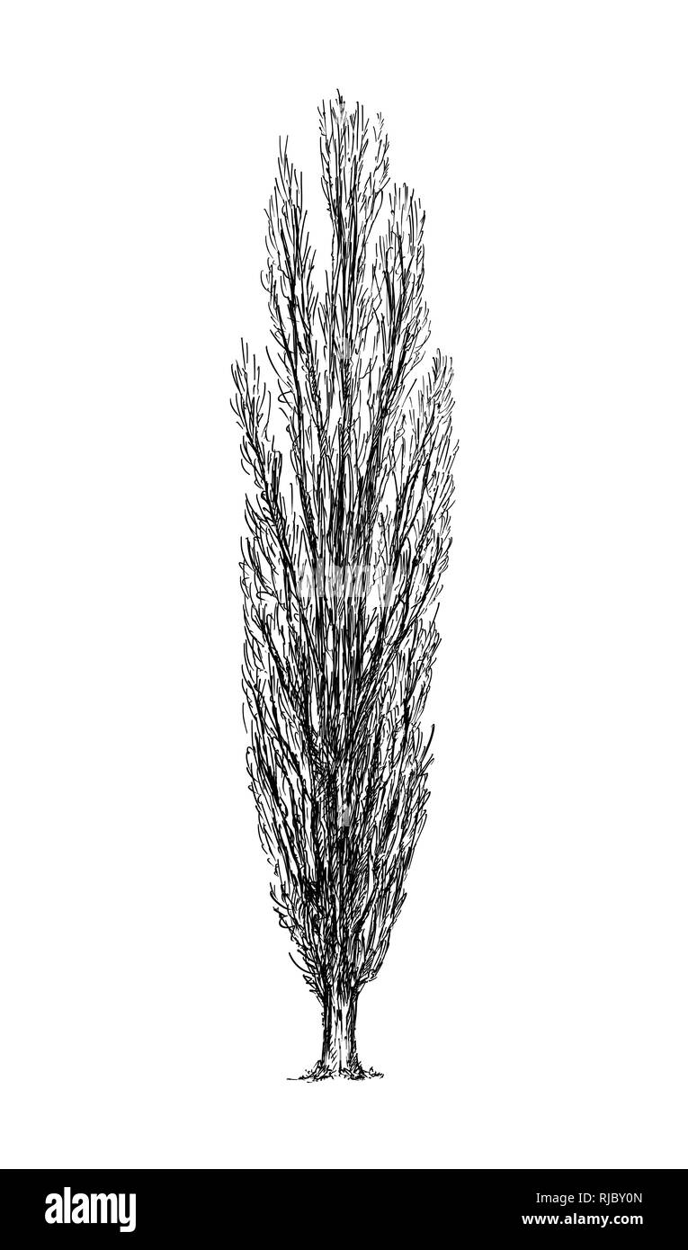 Poplar tree drawing hi-res stock photography and images - Alamy