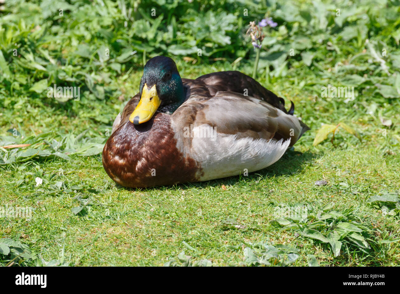Mallard duck lying down on grass on the bank of a river Stock Photo - Alamy