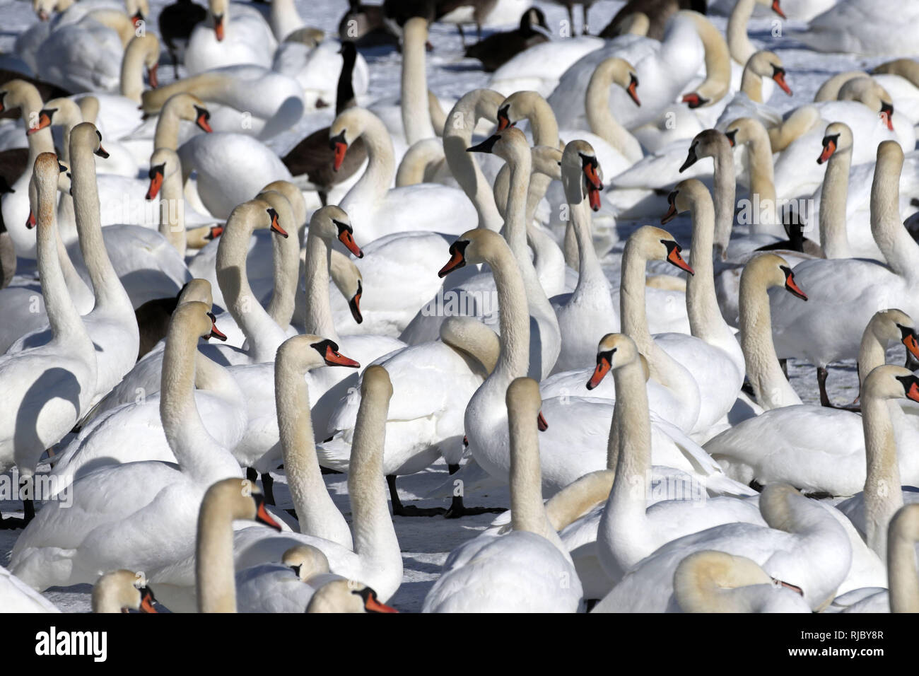 Crowding lake hi-res stock photography and images - Alamy