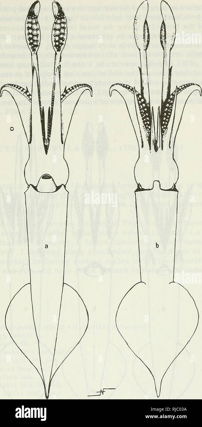 Hectocotylus hi-res stock photography and images - Alamy