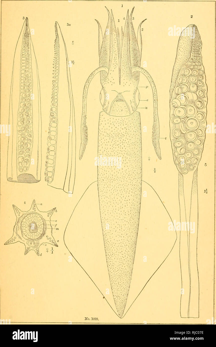 . The cephalopods of the northeastern coast of America. Cephalopoda ...