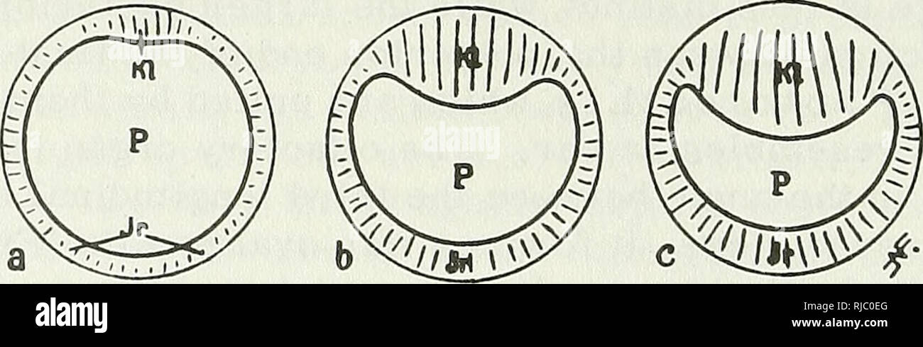 Loligo vulgaris gladius hi-res stock photography and images - Alamy