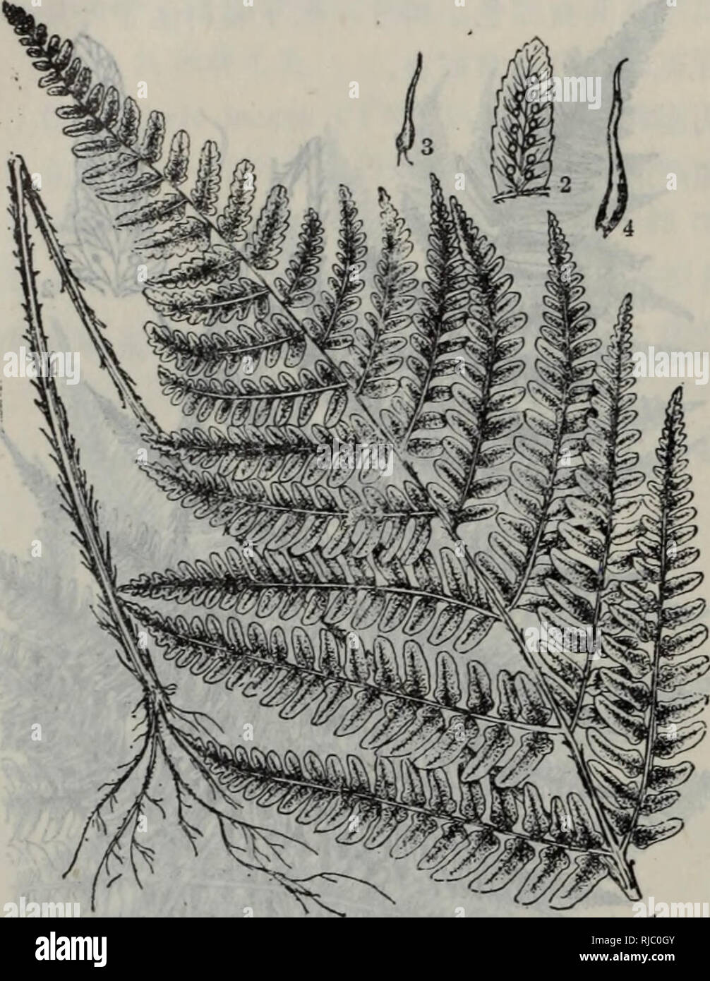 Jiang ching hi-res stock photography and images - Alamy