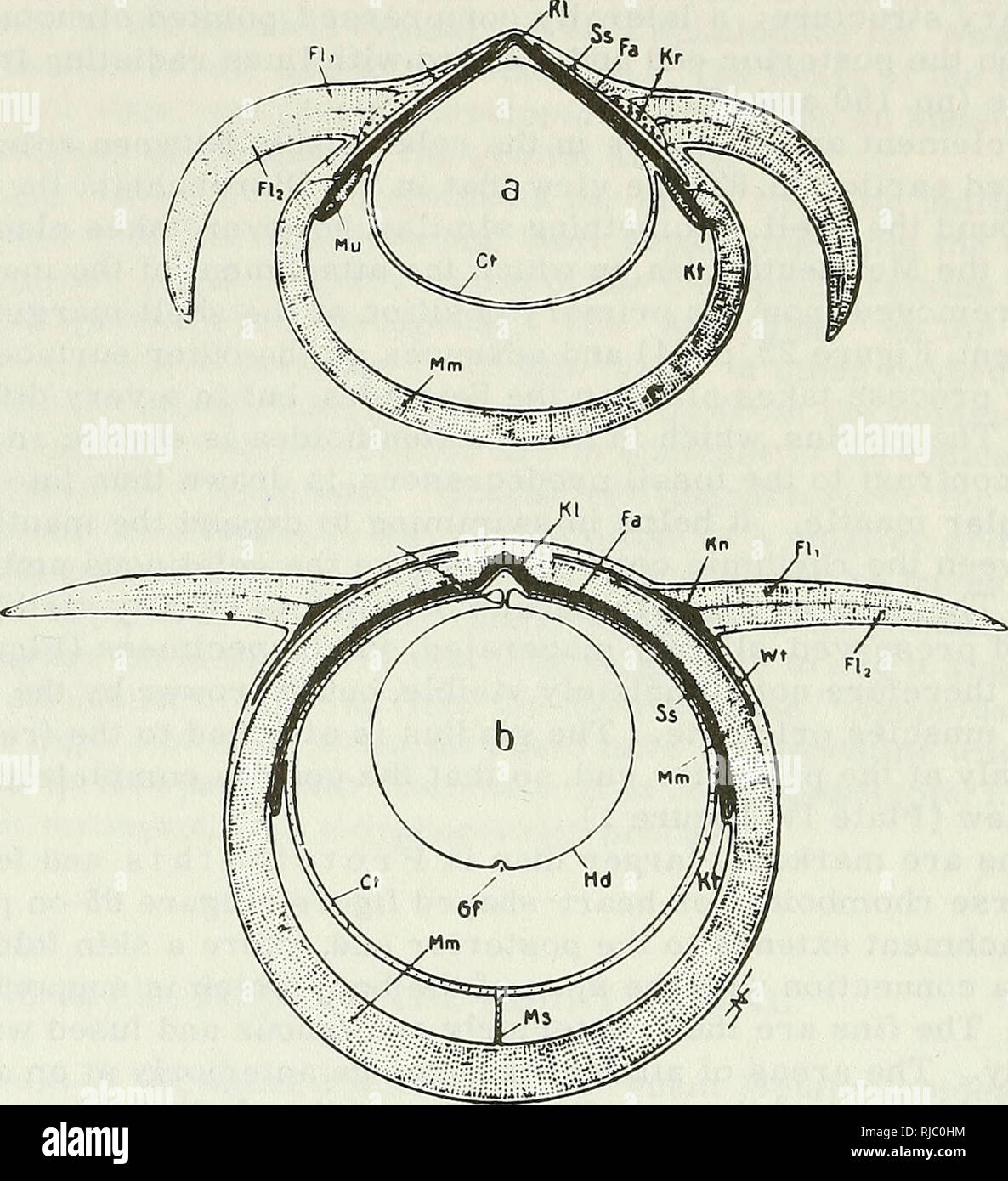 . Cephalopoda. Cephalopoda. 158 for the later Belemnoidea (Naef, 1922 ...