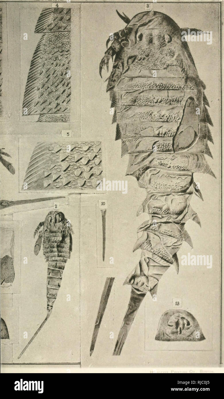 . Ceratiocaridæ from the upper Devonian measures in Warren County ...