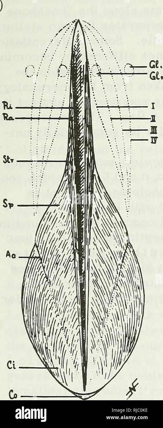 Teuthoidea High Resolution Stock Photography and Images - Alamy