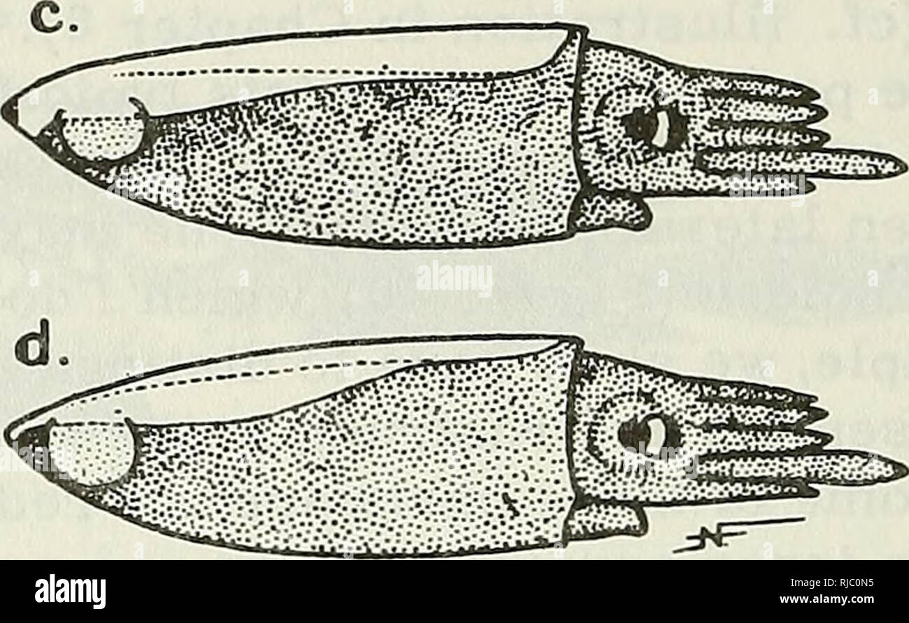 Teuthoidea hi-res stock photography and images - Alamy