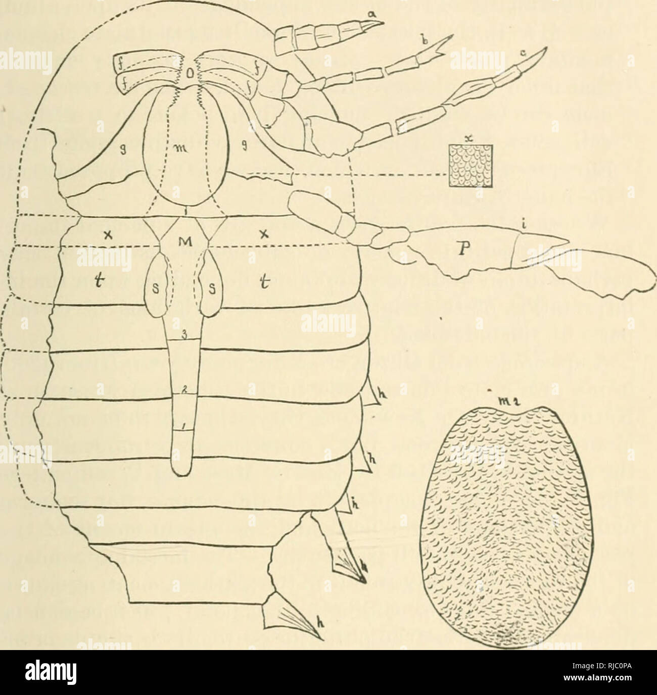 . Ceratiocaridæ from the upper Devonian measures in Warren County ...