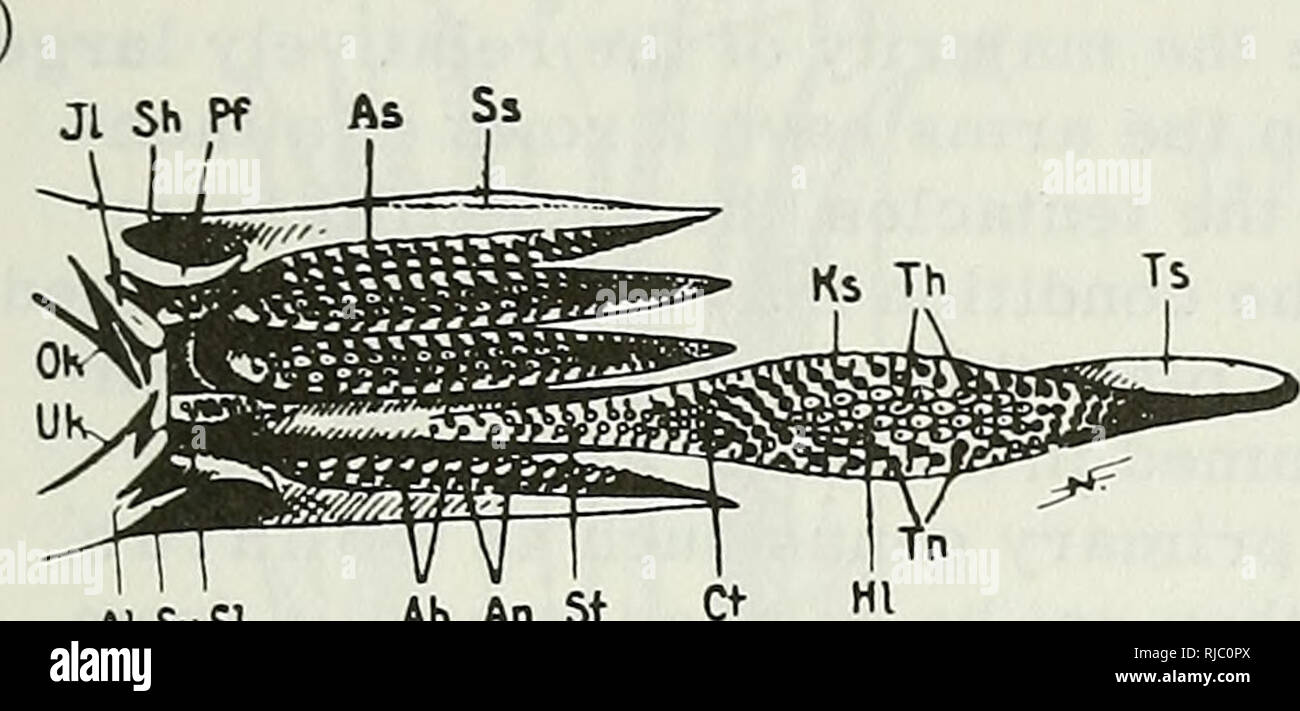 . Cephalopoda. Cephalopoda. (128. 128 AlSvSl Ah An 5+ d. VARIATION OF ...